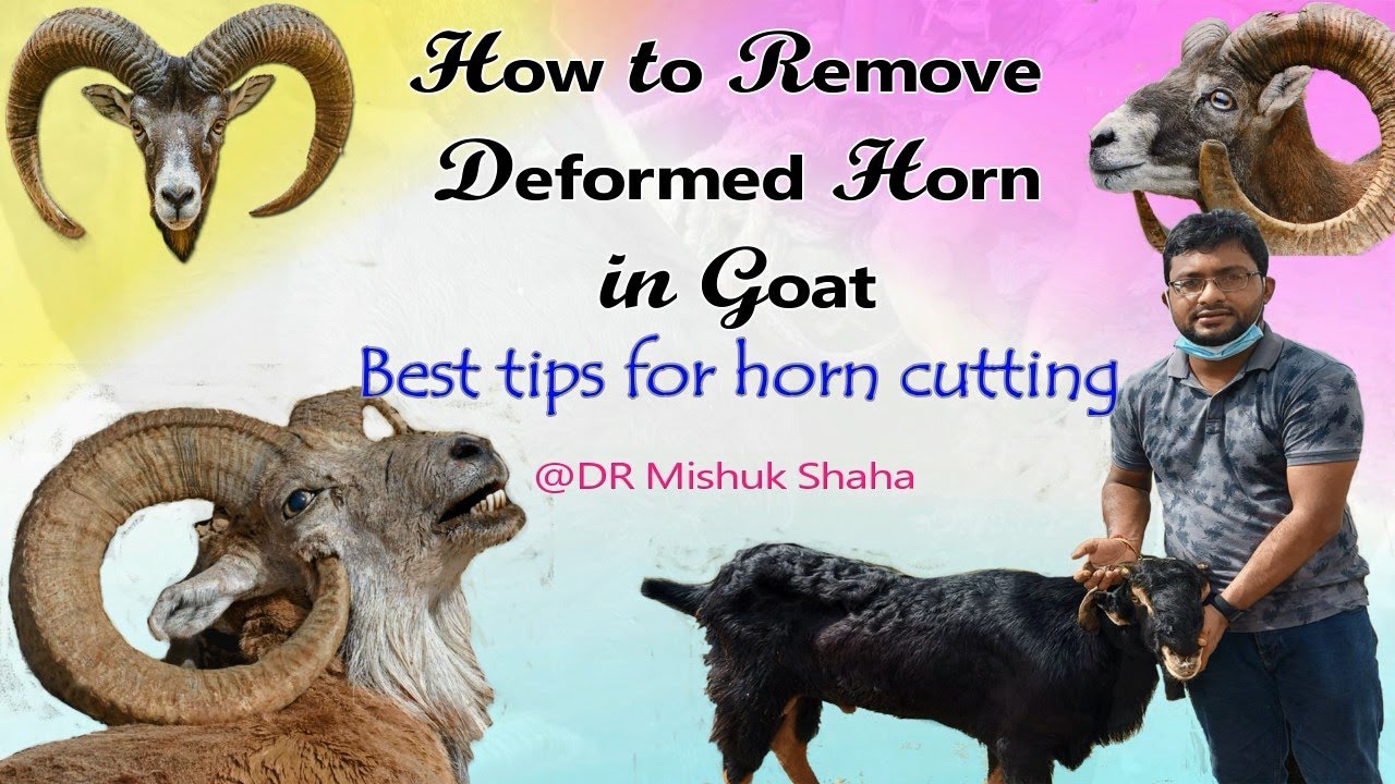 How to remove goat horn | Horn cutting | Goat and Sheep Horn | DR ...