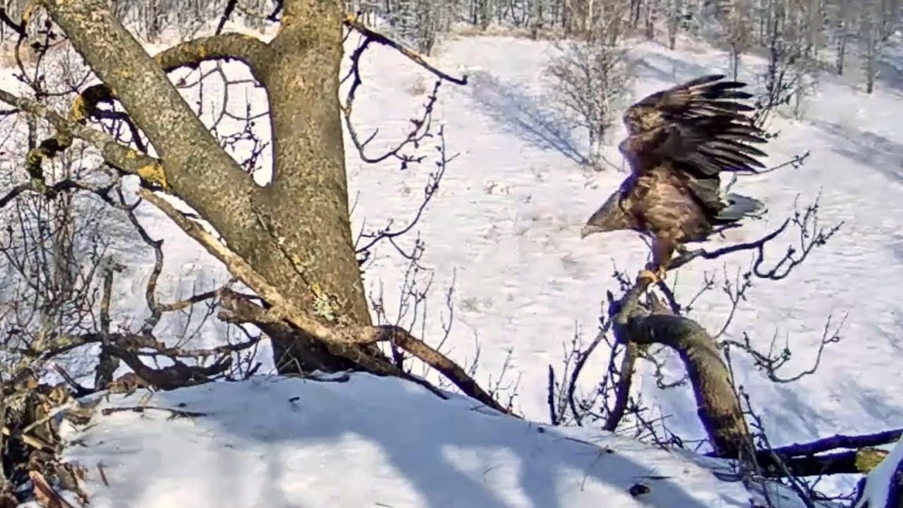 Merikotkas~Visit by an adult eagle/ ZOOM video ~1:02 pm 2023/03/05 ...