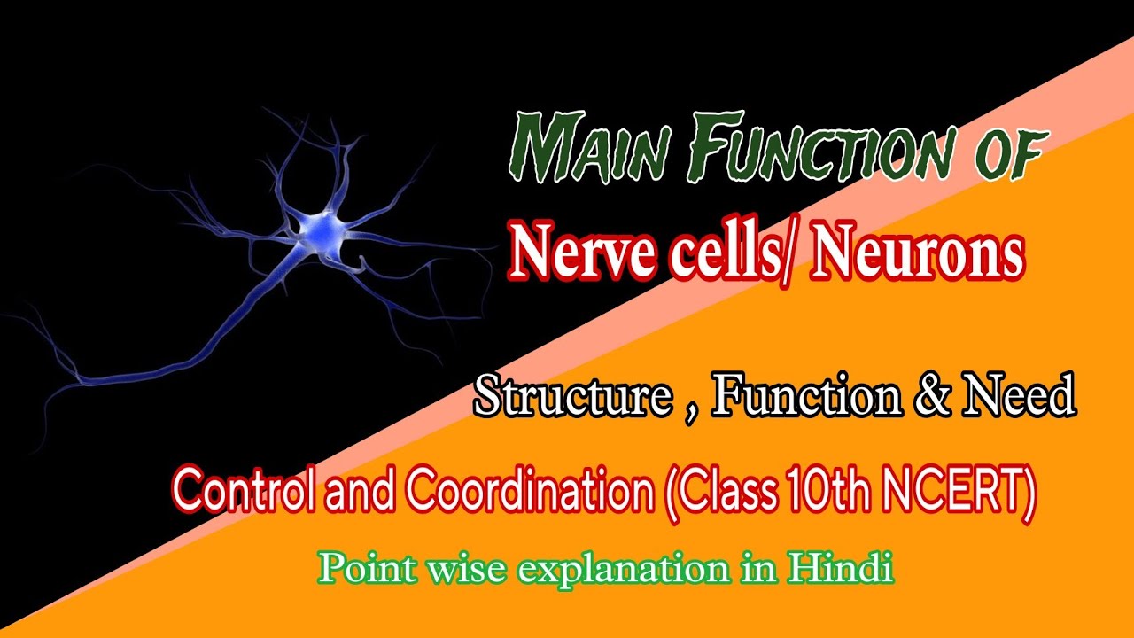 Nerve cells/Neurons।control and coordination ( class 10th NCERT book ...