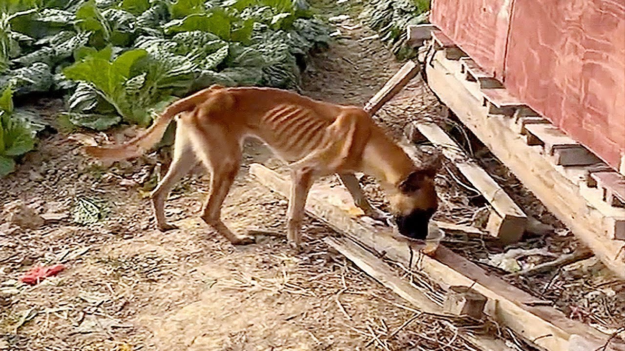 The dog is so emaciated that weighing only half of an adult dog,it eats ...