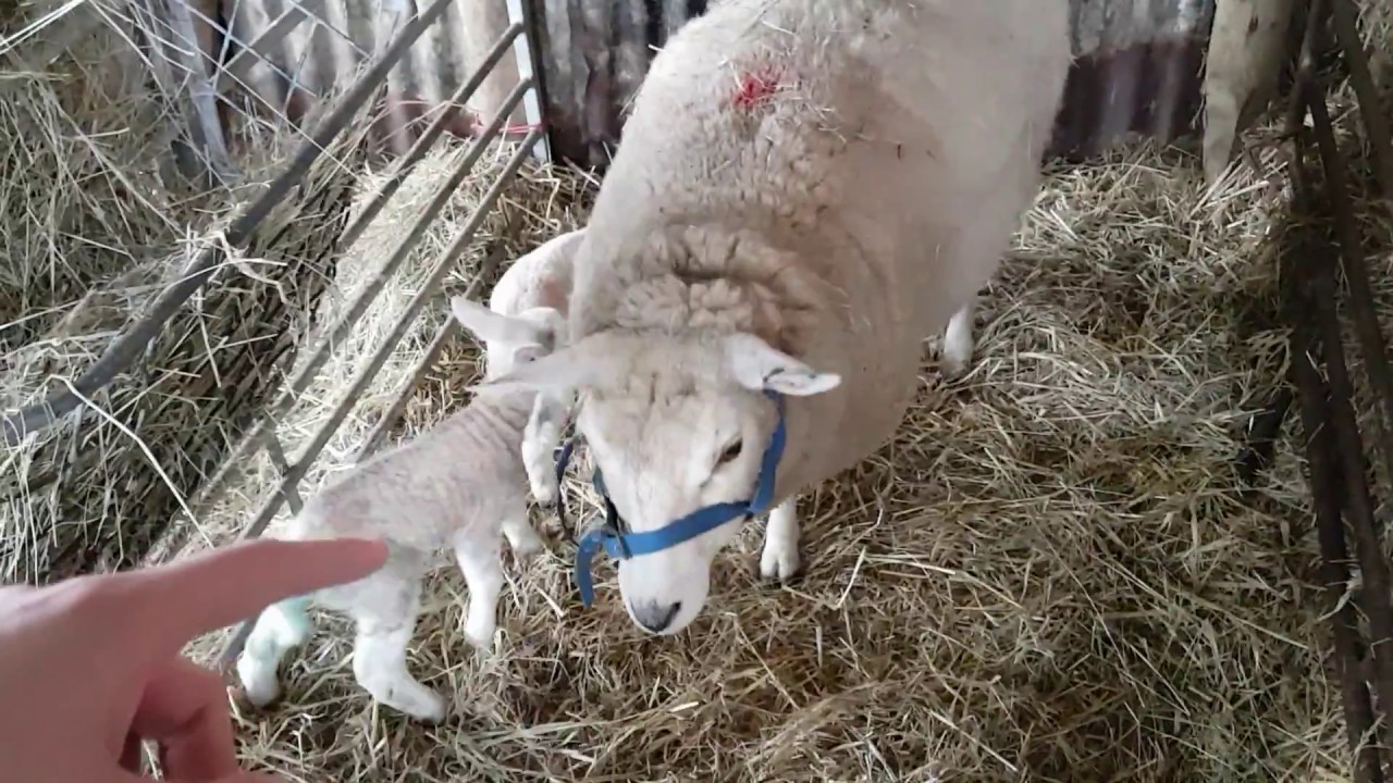Sick ewe and more lambs - YouTube