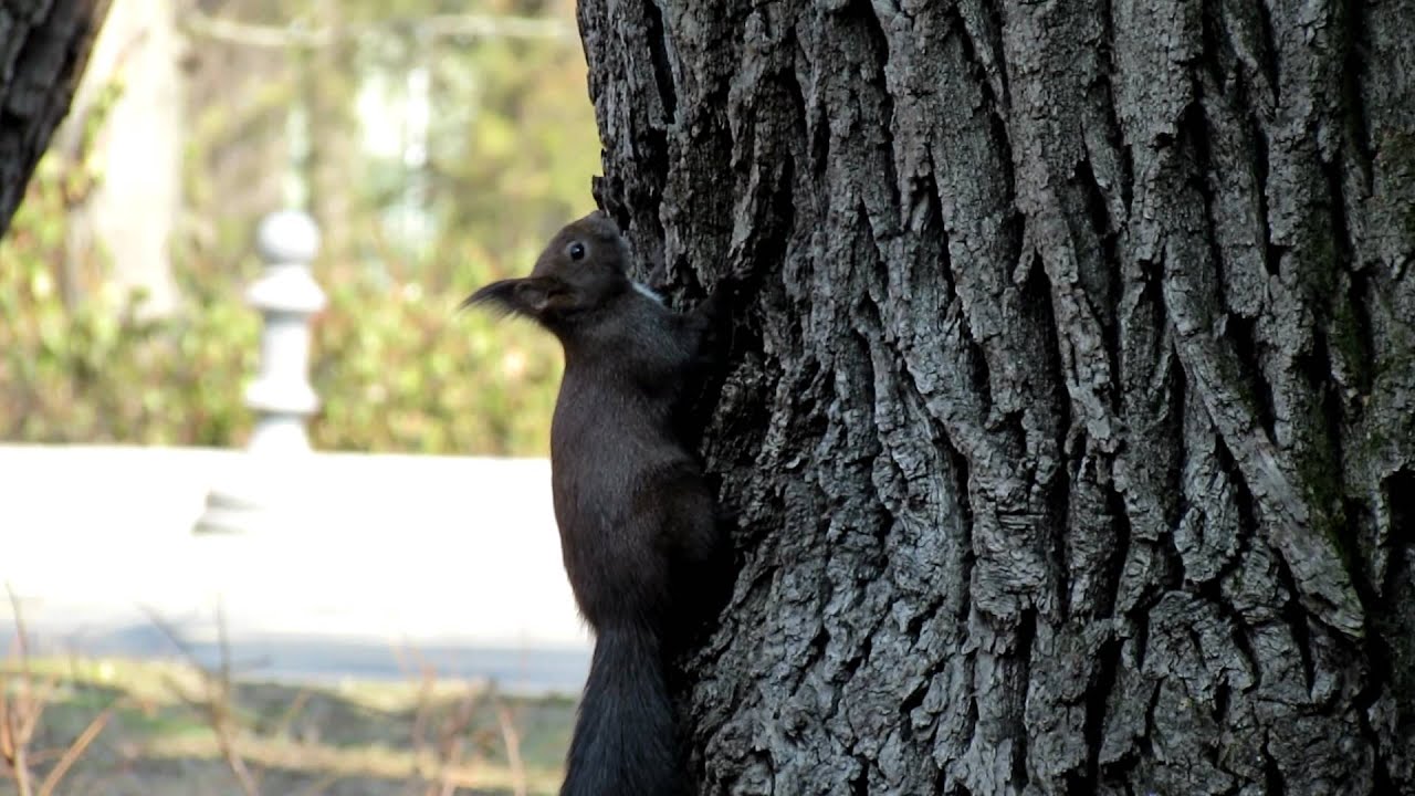 Canon Powershot SX40 HS sample video