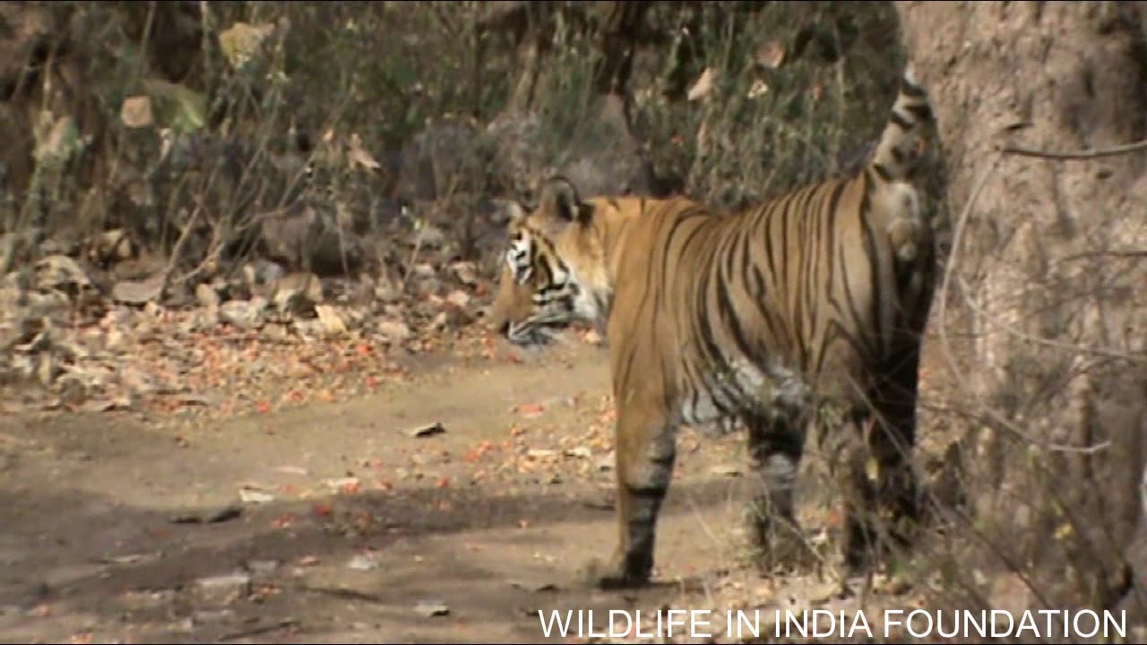 T-24 Ustad - Ranthambhore Nation Park - YouTube