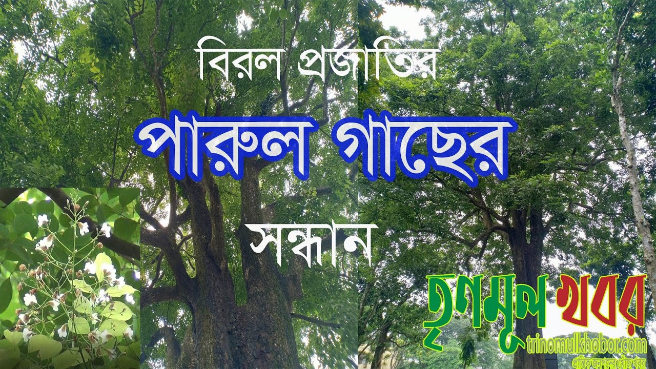 বিরল প্রজাতির পারুল গাছের সন্ধান। Rare Parul Tree - YouTube
