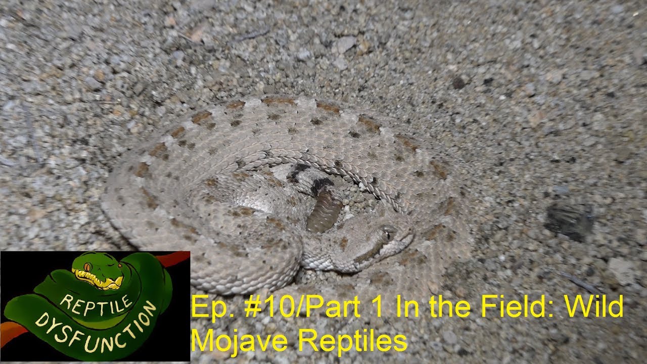 Reptile Dysfunction Ep #10/Part 1 "In the Field: Wild Mojave Reptiles ...