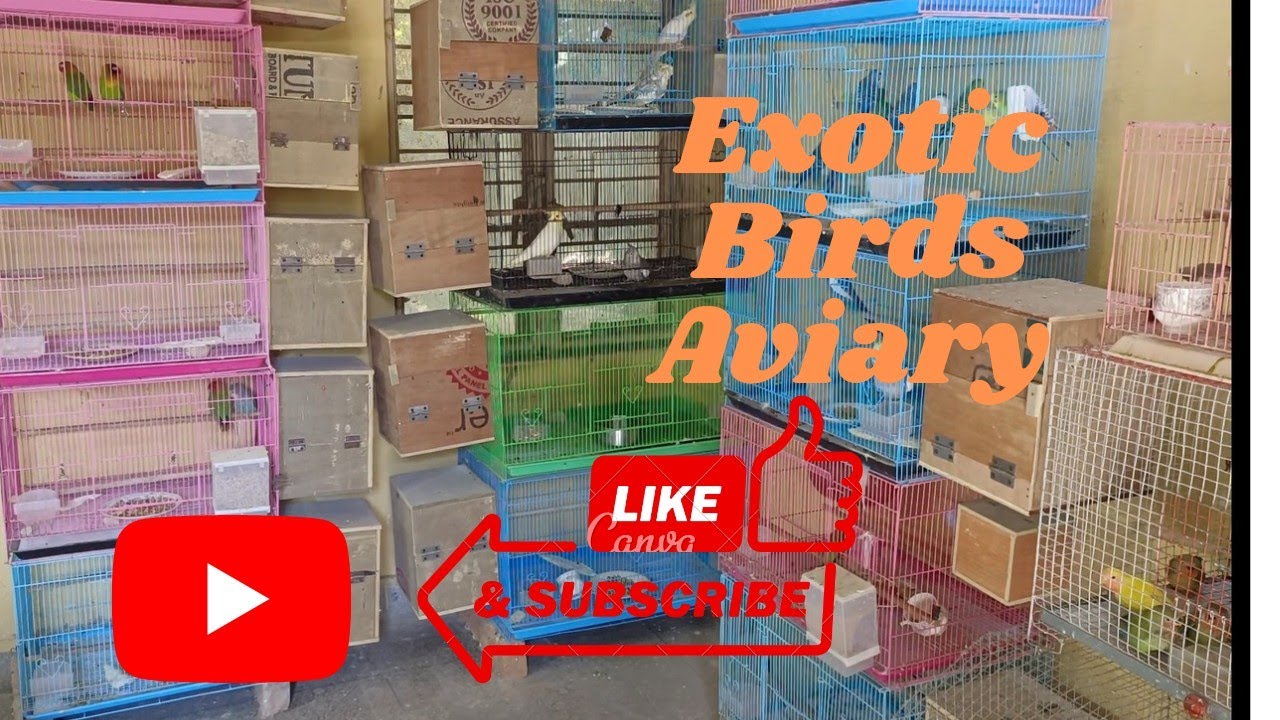 My Small Beautiful Exotic Birds Aviary # Mera Chhota Sa Sundar Parindo Ka Aviary # Exotic Birds ...