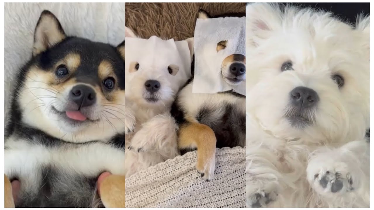 ASMR spa day em dog - YouTube