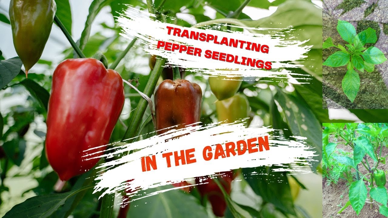 Pepper Planting Perfection -Transplanting Tips and Tricks for Vibrant ...