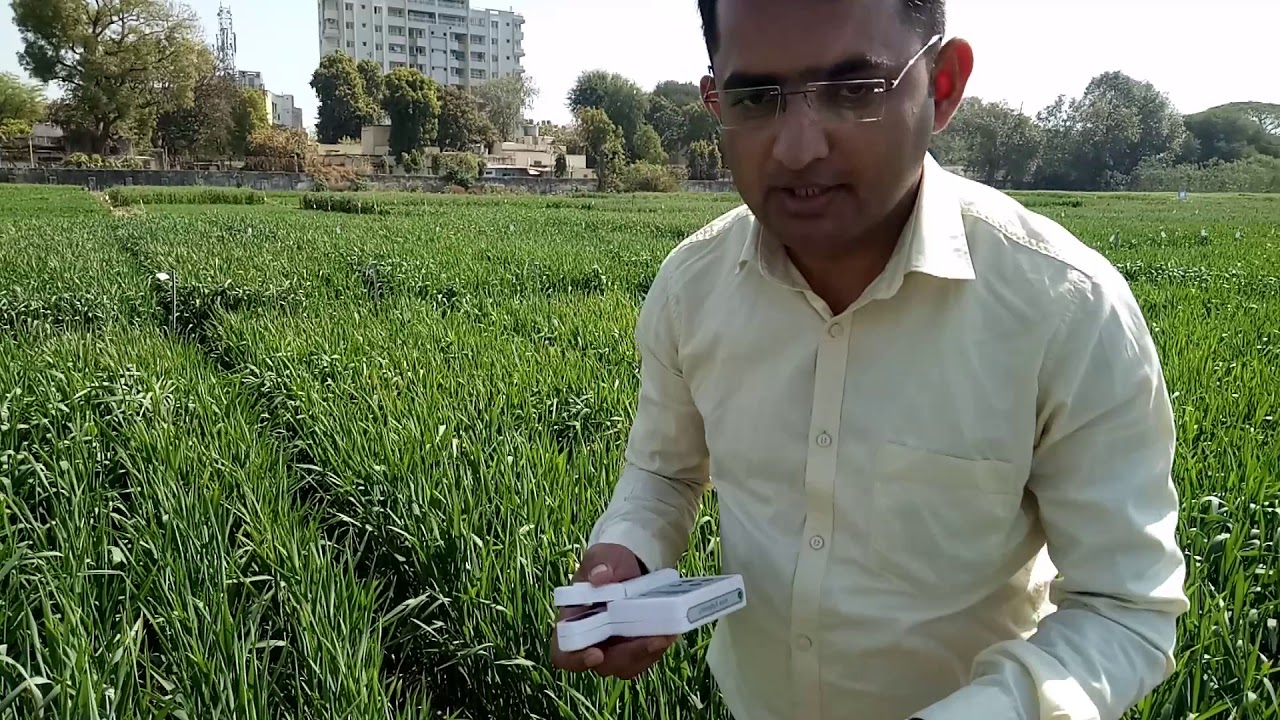 How to measure chlorophyll content (SPAD Value) - YouTube