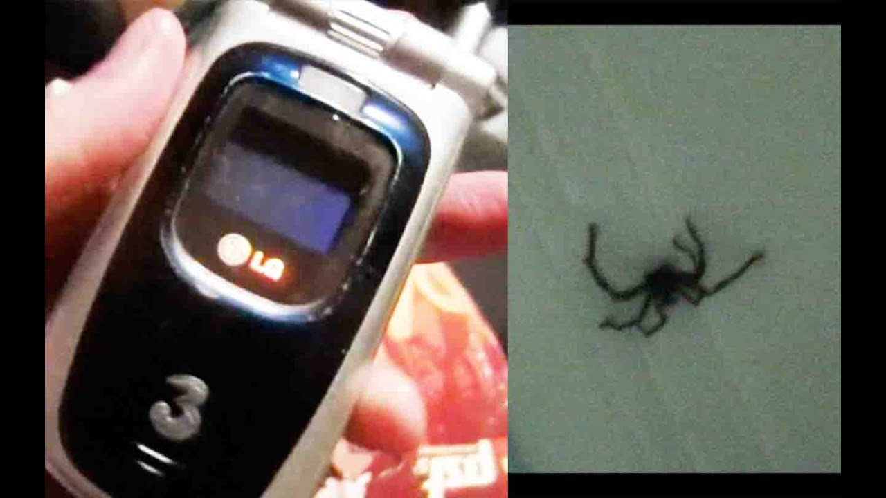 Spiders & Old Phones! Day 490! - YouTube