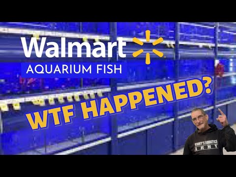 Remember WALMART Aquarium Fish? WTF Happened? - YouTube