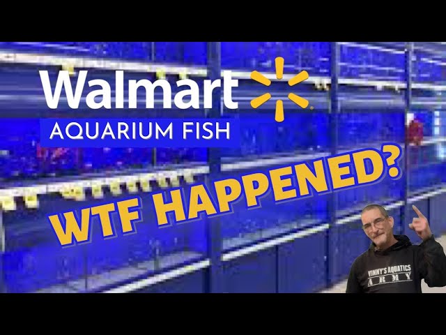 Types Of Pet Fish At Walmart