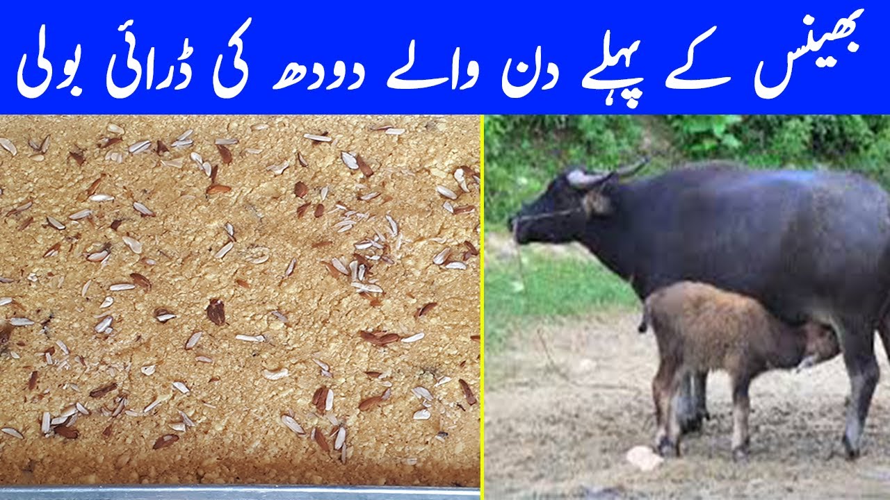 Boli Recipe By Apna Village Food | Colostrum Milk Recipe | How To Make ...