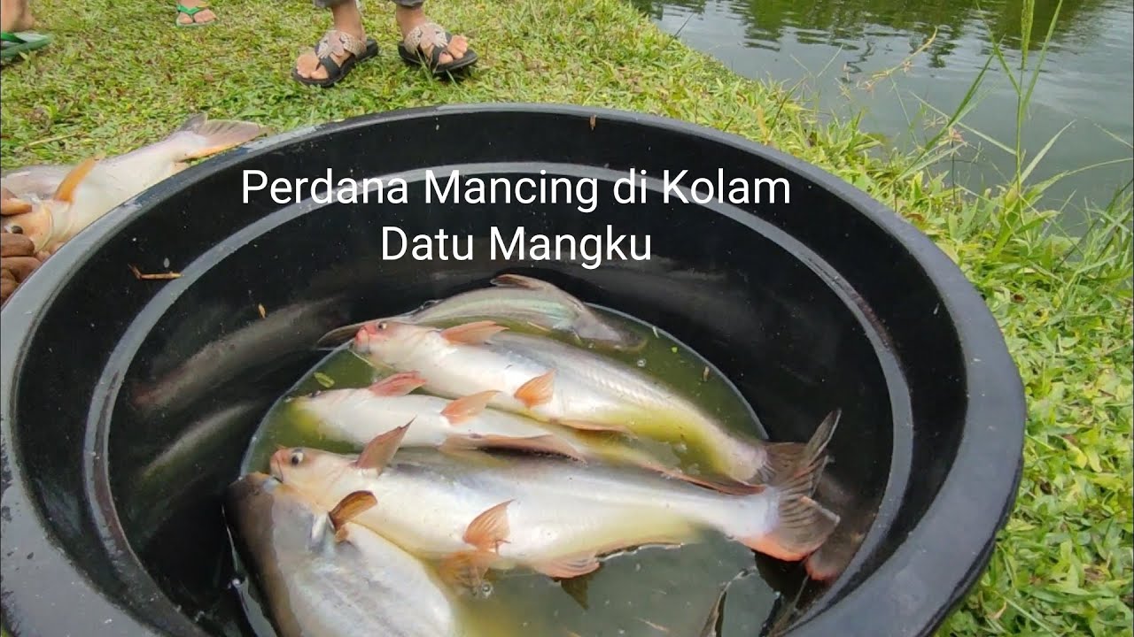 Cobain mancing kolam umpan campur getah inggu ternyata?... - YouTube