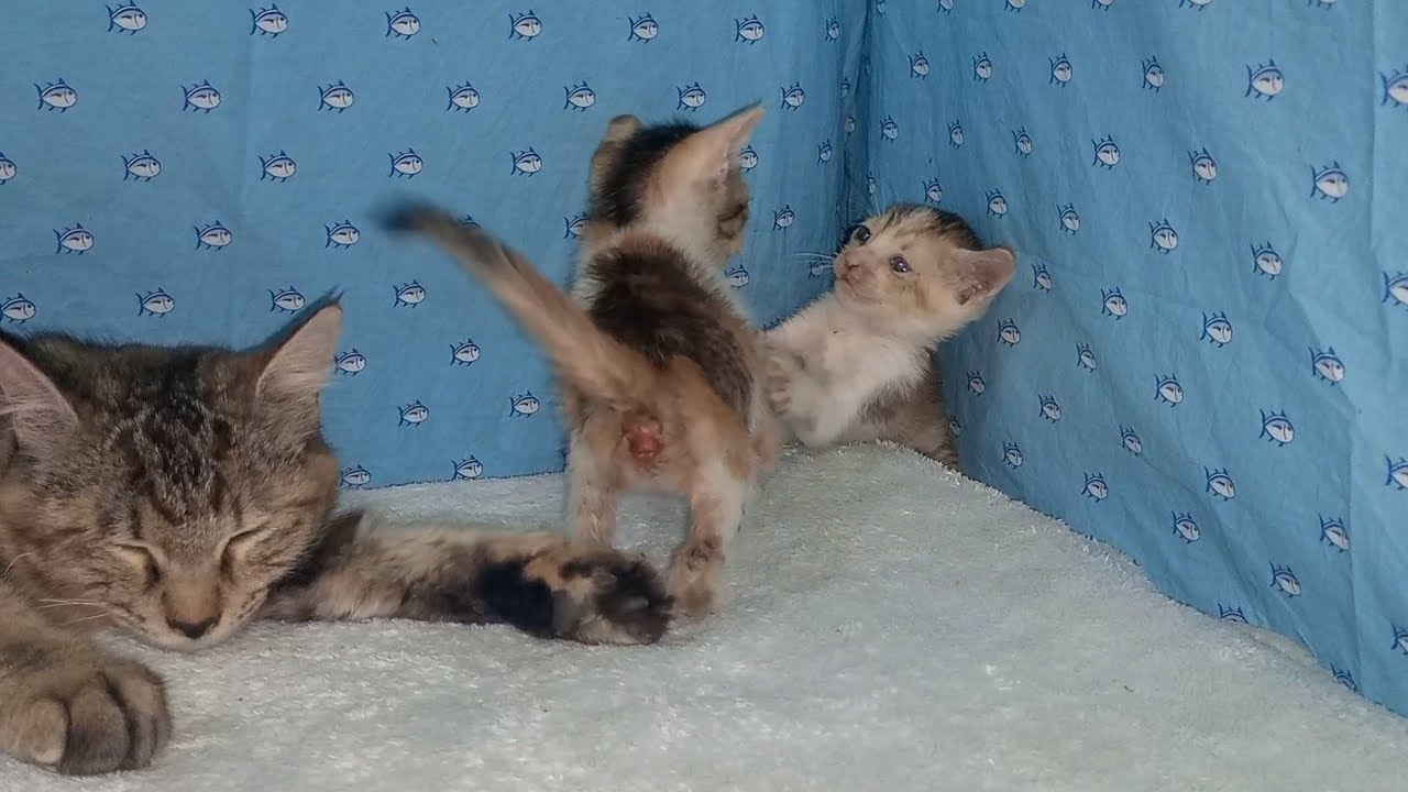 Female Cat Got Disturbed by Two Kittens Playing - YouTube