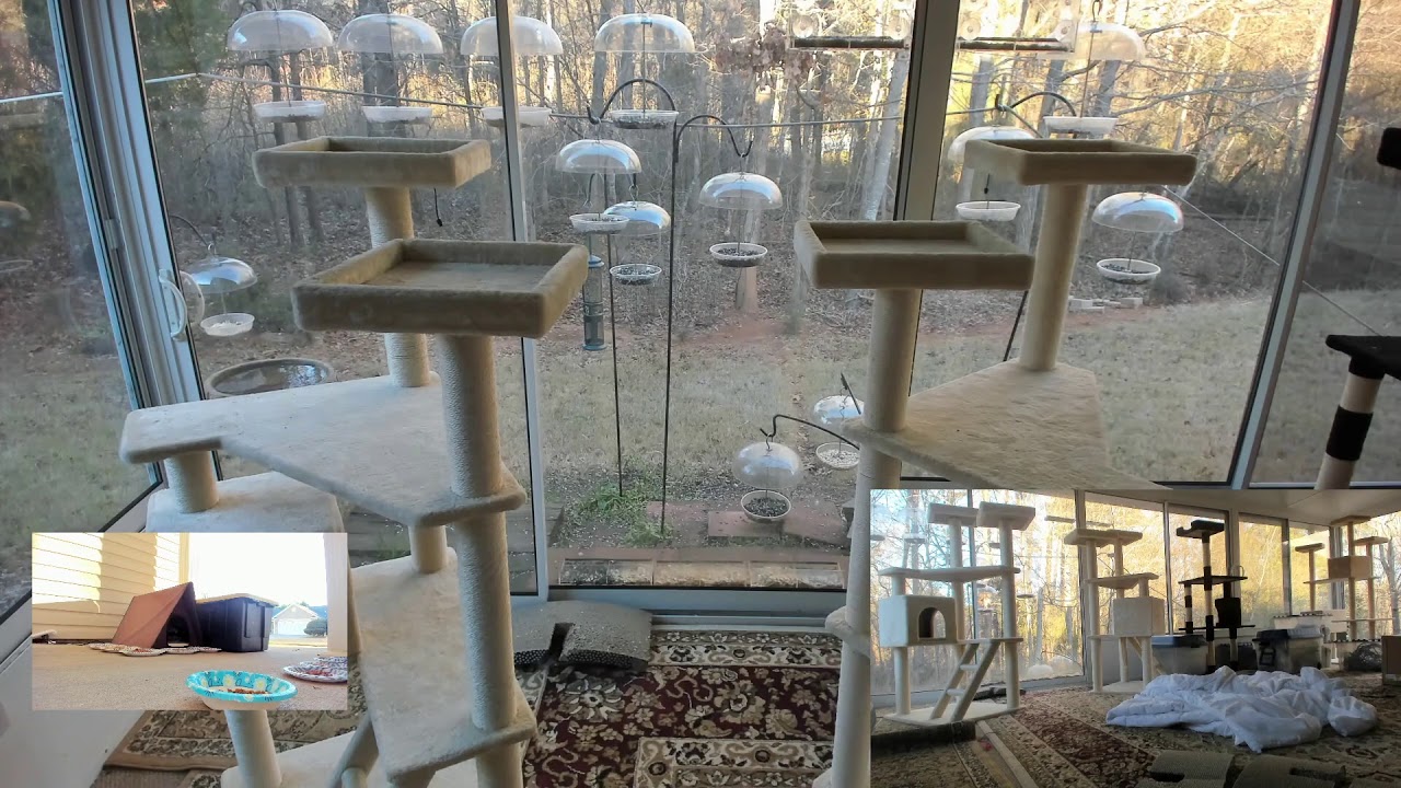 Kitten Cam - YouTube