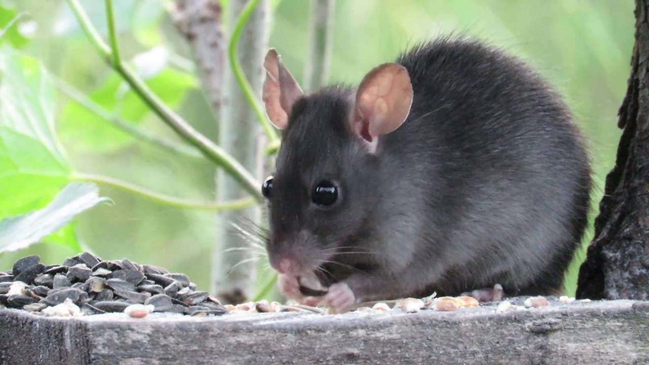 Rata negra (Rattus rattus) - Villanueva, Cantabria - YouTube