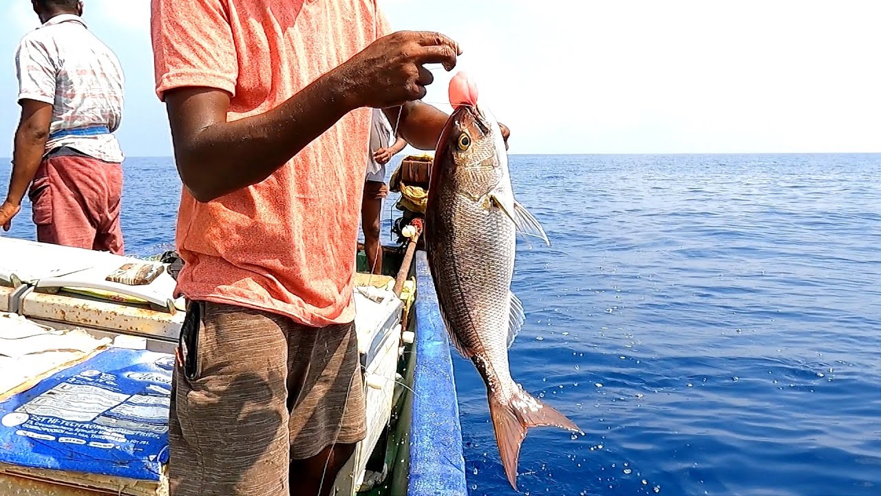 Catching Rosy Snapper Fish in the Sea - YouTube