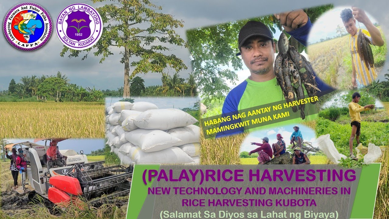 RICE FARMING + RICE HARVESTING +FISHING (#harvestermachine #Kubuta#dc60 ...