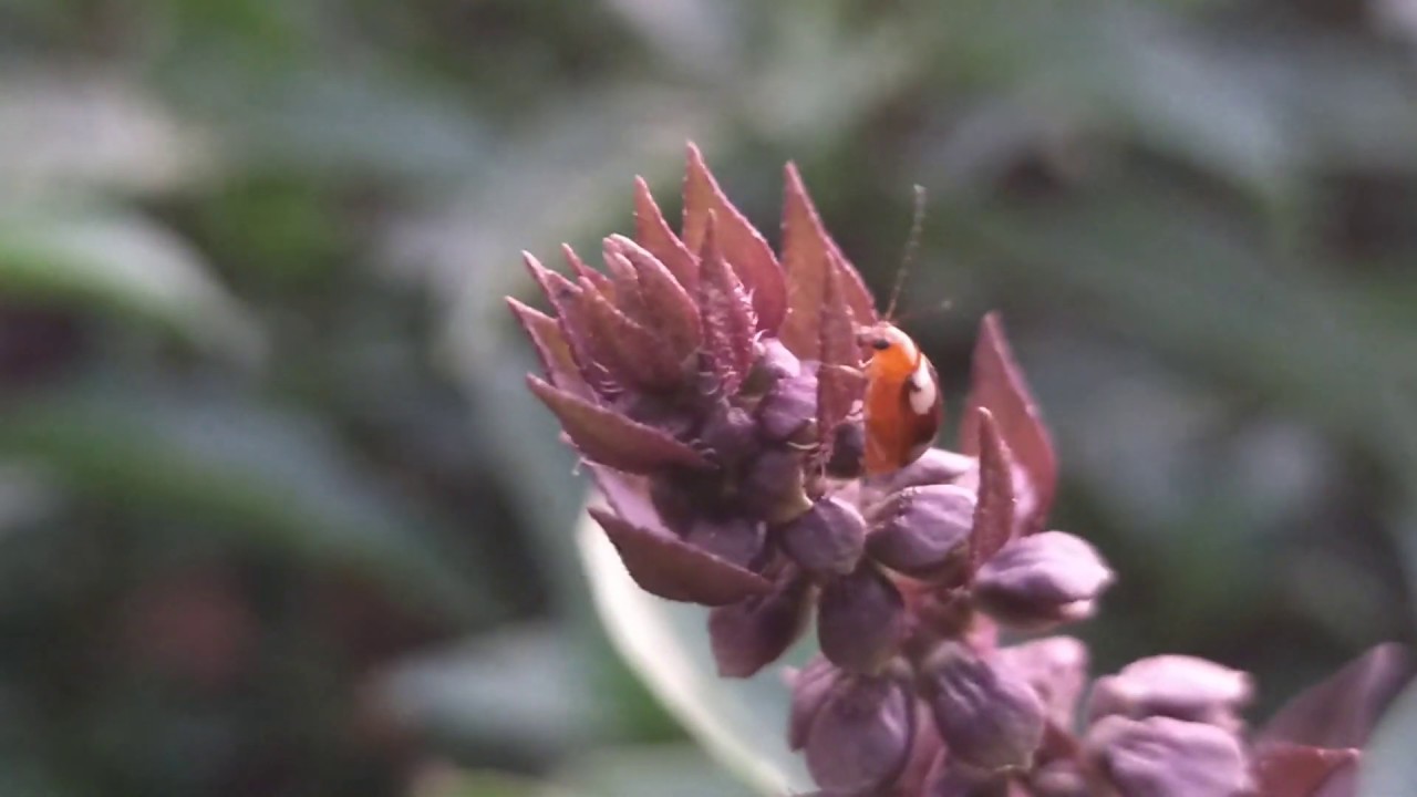 My small fresh bazil garden for checken soup. - YouTube