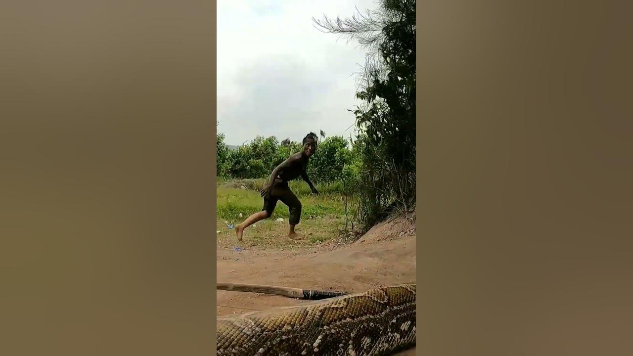 gorilla vs python monster - YouTube