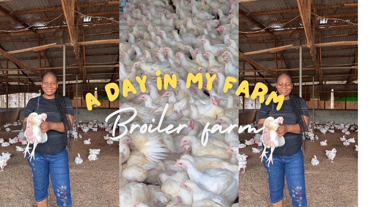 😳 My 5 weeks old broiler chicken #broilersuccessstories #broilerchicken ...