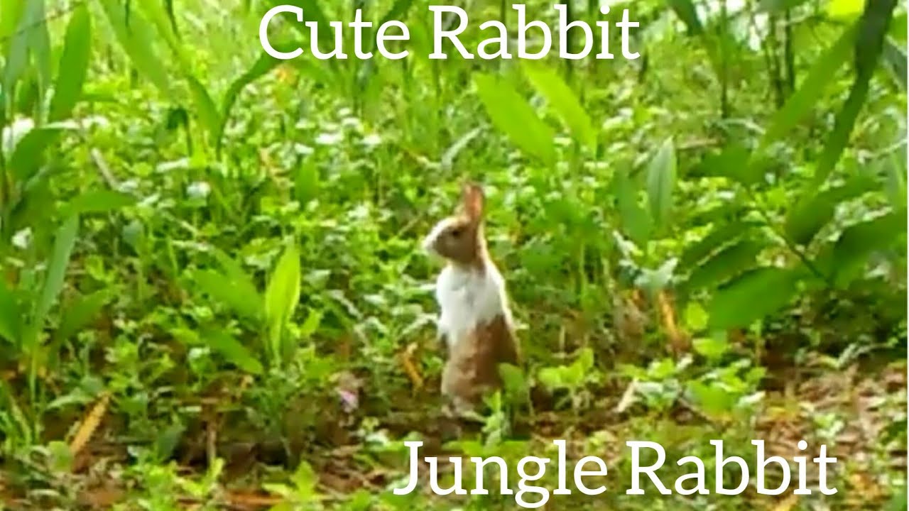 Cute Rabbit 🐇|| jungle Rabbit - YouTube