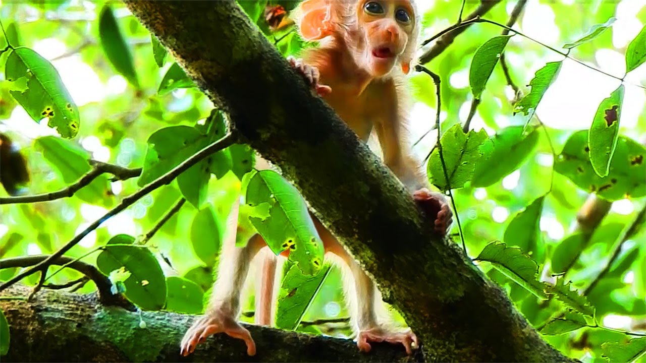 WOW! ROSE MONKEY LET BRADY BB MONKEY TO TRY WALKING ALONE! - YouTube