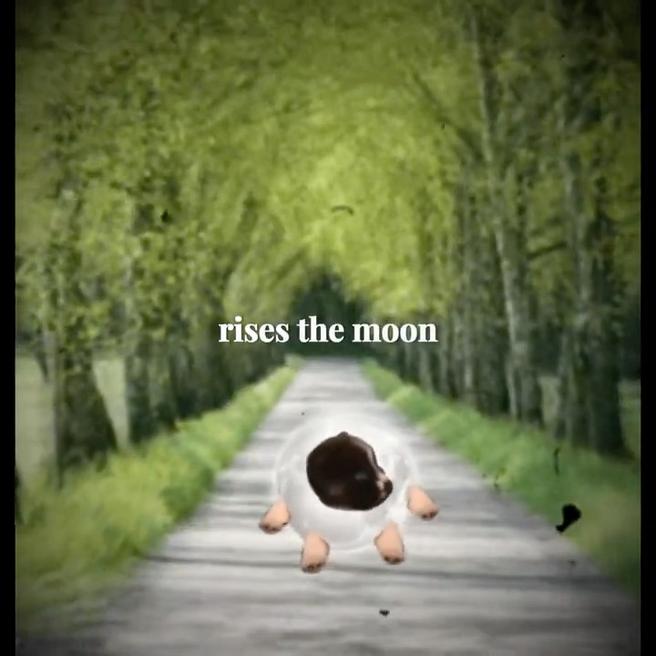 Nani howled at the moon until she became one. 🌙🐺 #dog #meme #moon #sun ...