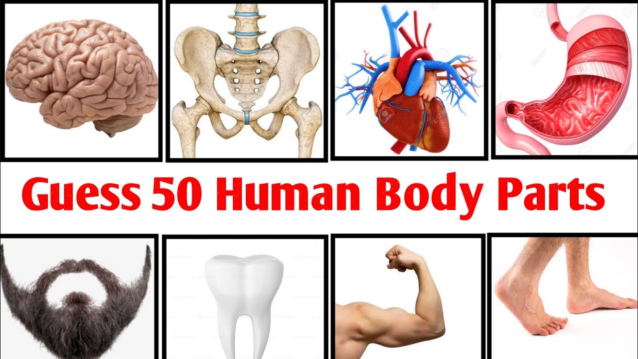 Guess The Human Body Part | Human Body Quiz - YouTube