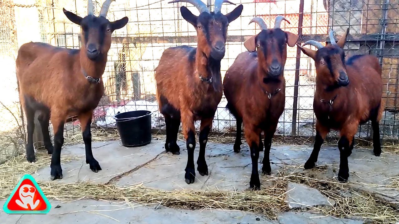 Dimineața la capre .... Alpină Franceză + Metis - YouTube