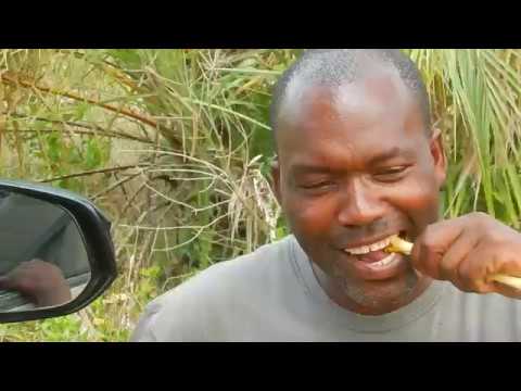 African Toothbrush - YouTube