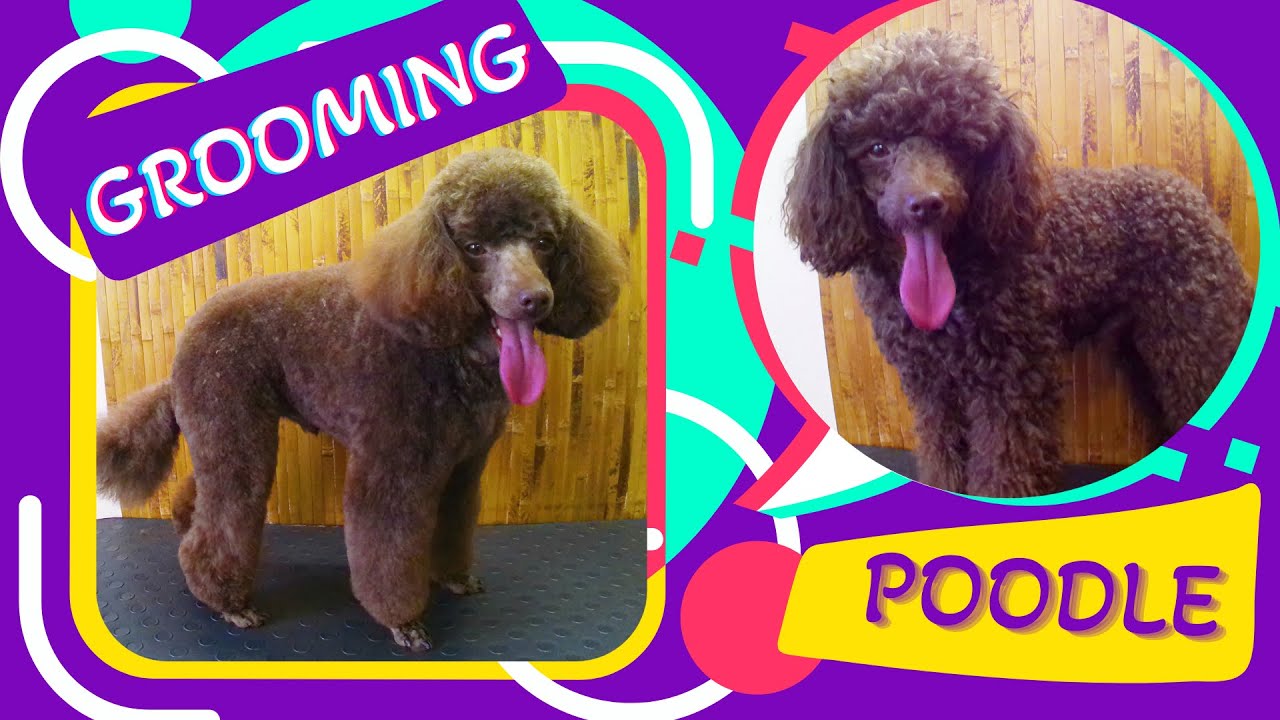Toy Poodle Arnie Grooming Show🔆Relax and Watch😍 - YouTube