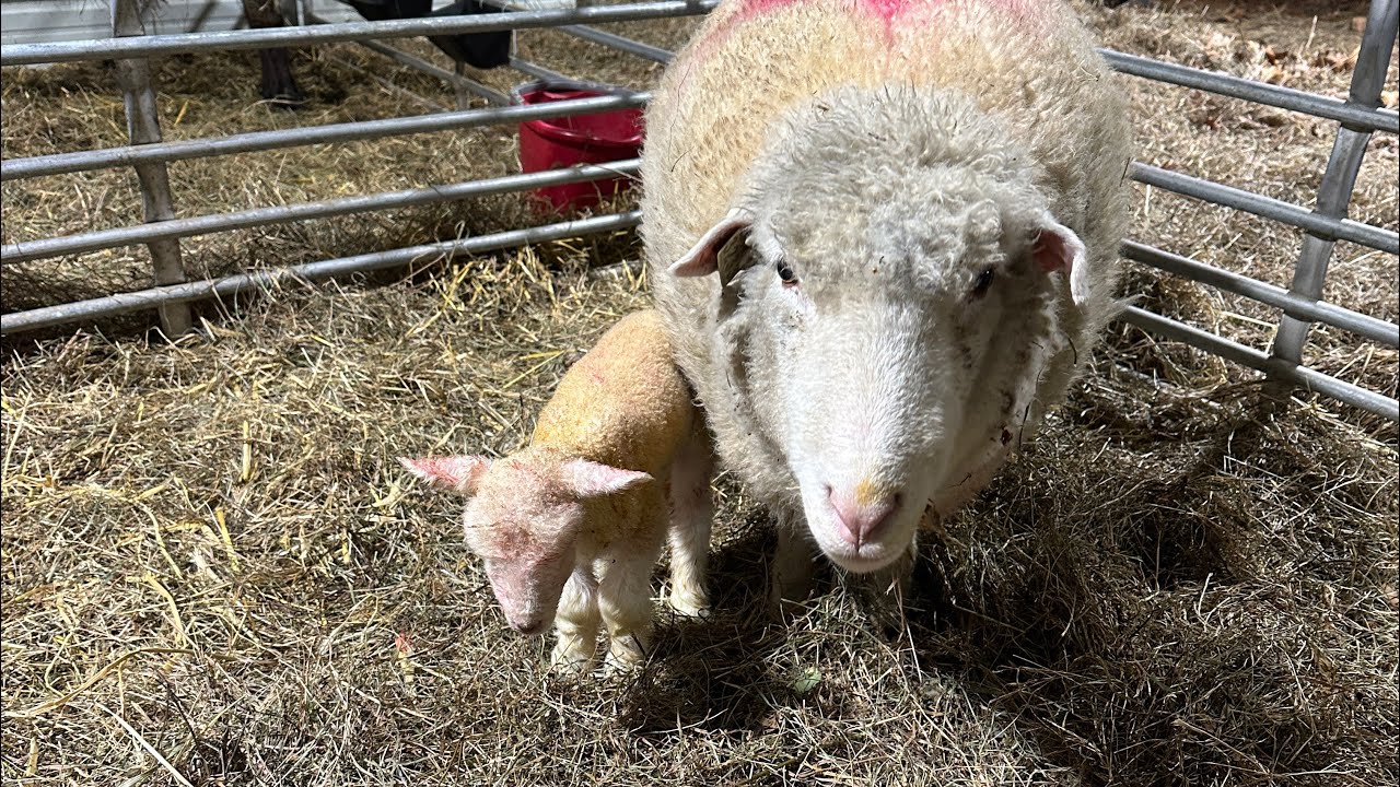 Ella the Ewe (first time mama) giving birth - YouTube