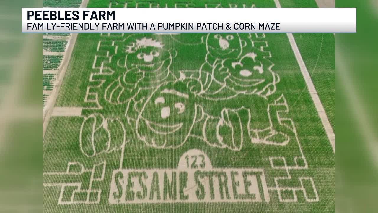 Midday Interview: Peebles Farm Pumpkin Patch and Corn Maze - YouTube