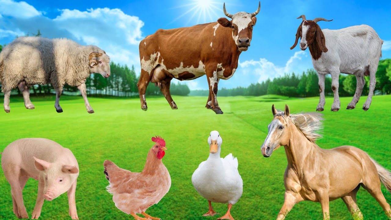 Benefits of Farm Animals - Sheep, Horses, Goats, Chickens, Cows, Ducks ...