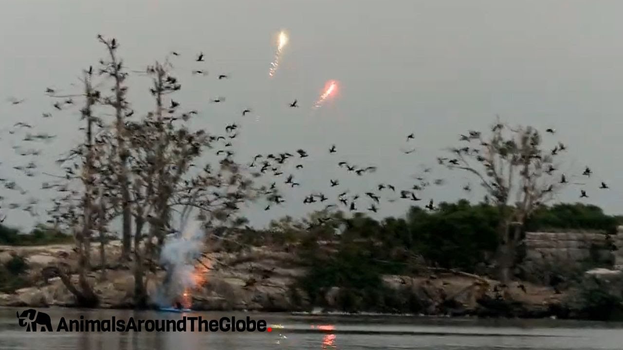 Fireworks: A Danger to animals - YouTube