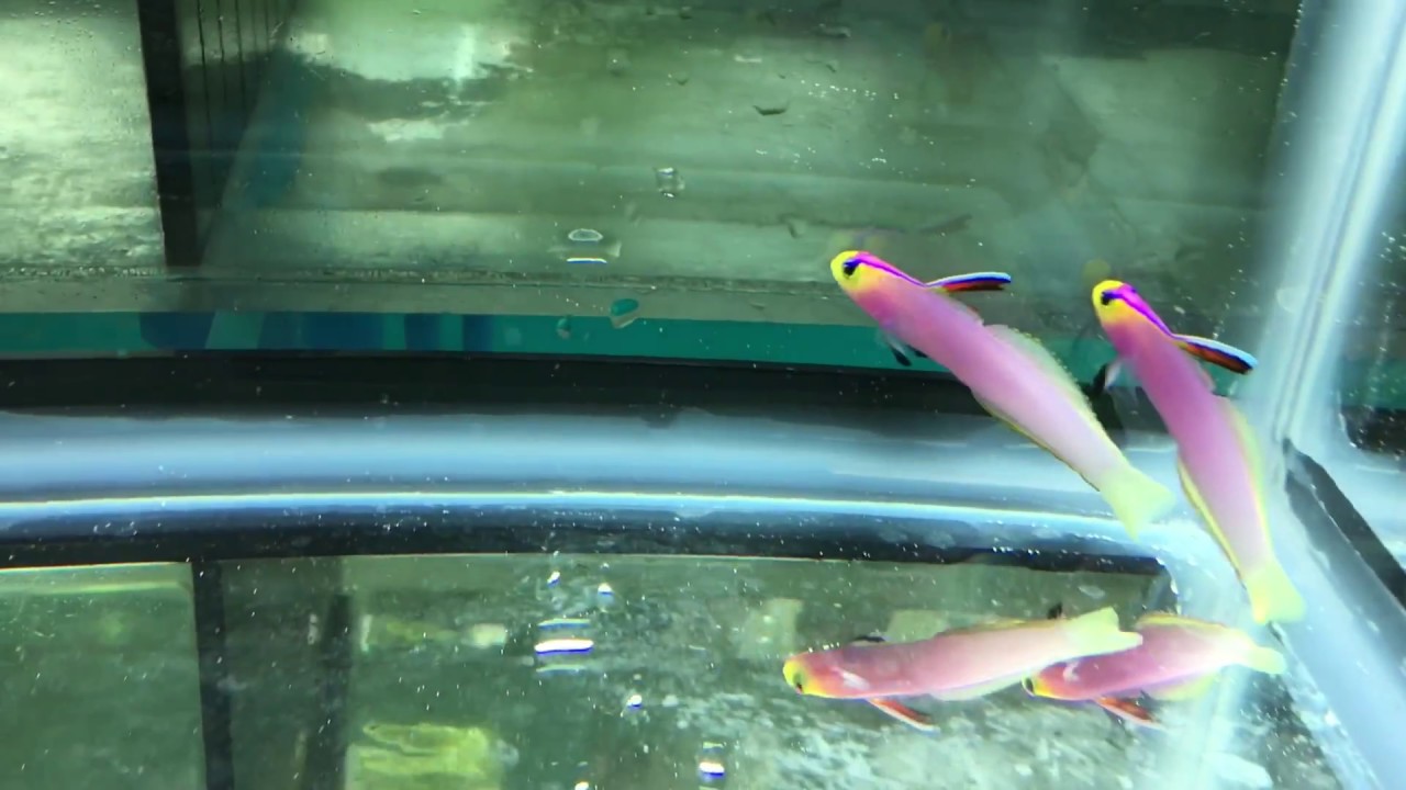 Helfrichi Firefish Pair 😳 - YouTube