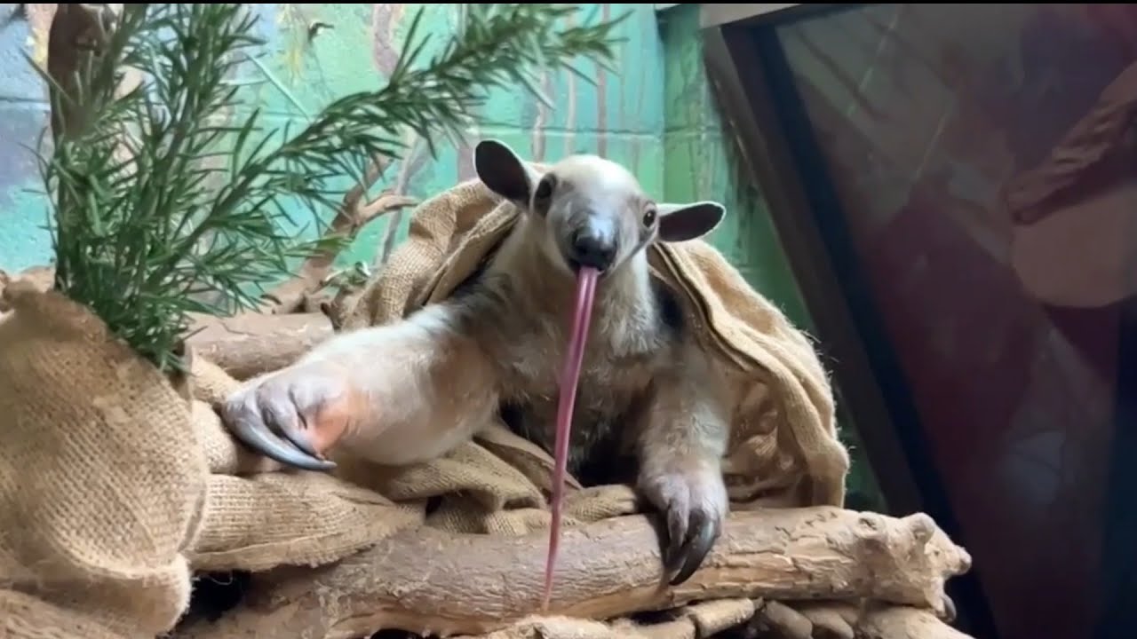 Tamandua Tongue Out Tuesday - YouTube