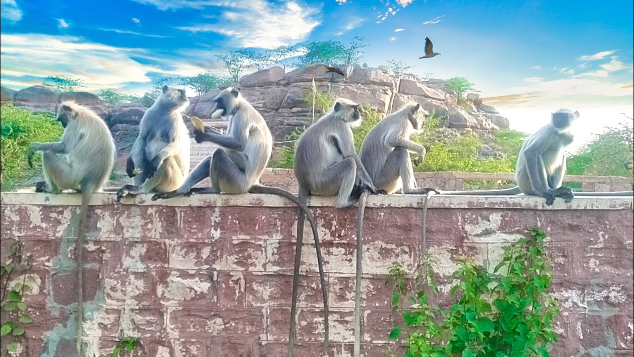 there are so many monkeys here in this park video - YouTube