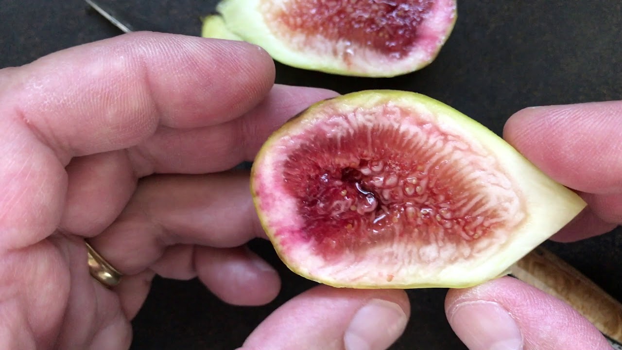 french fig farm: Trojano - YouTube