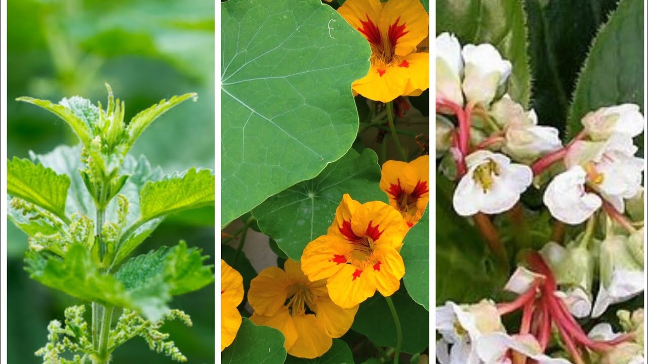 7 medicinal plants of Kalimpong and Darjeeling part 1 By Anmol ...