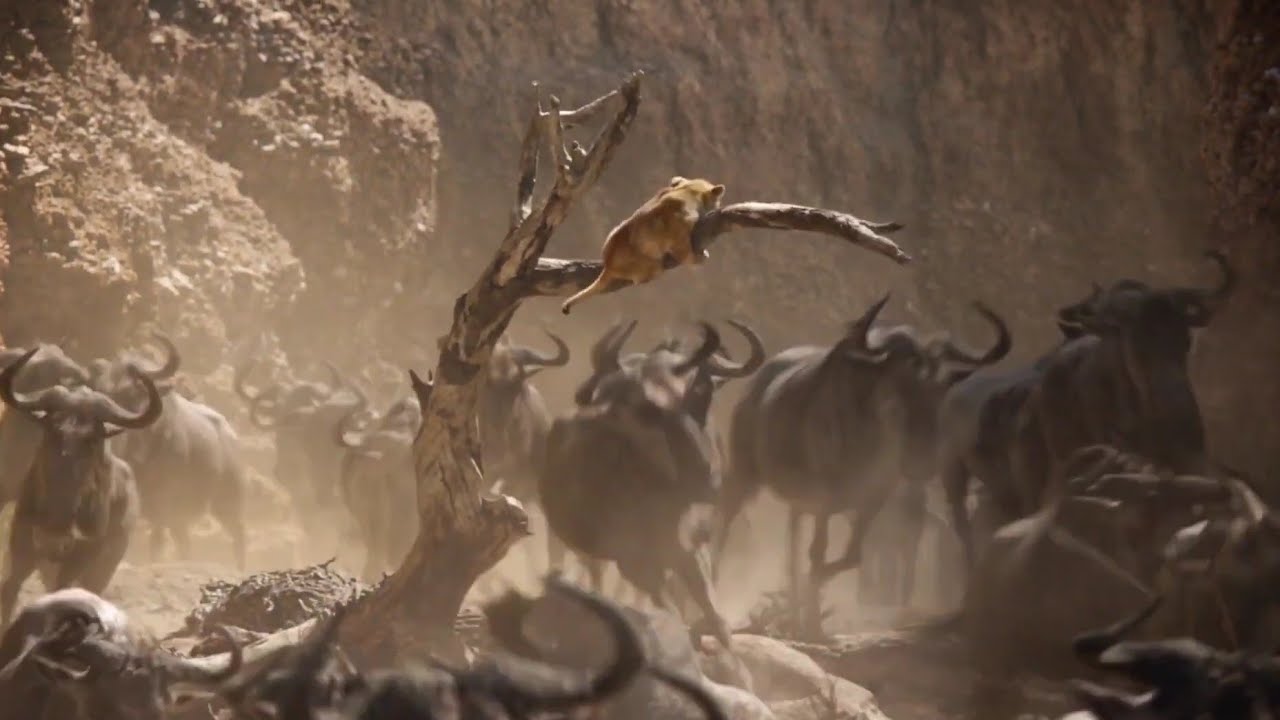 El Rey León 2019 - La Estampida [Latino] 1080 - YouTube