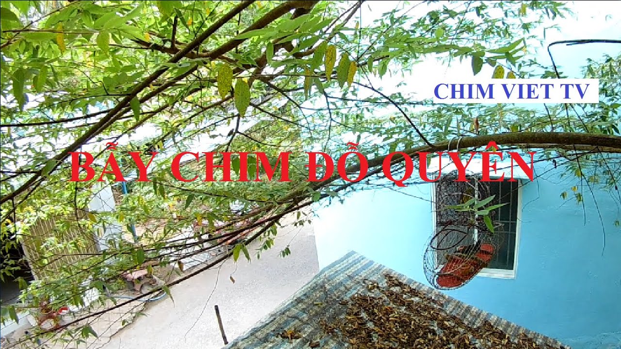 Bẫy chim đỗ quyên | Anthreptes malacensis traps birds - YouTube