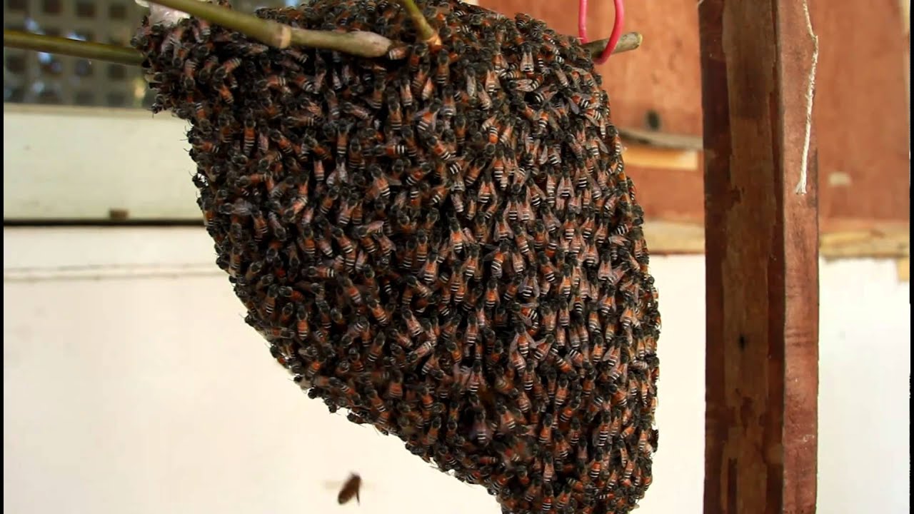 Apis florea, Chiang Mai, Thailand - YouTube