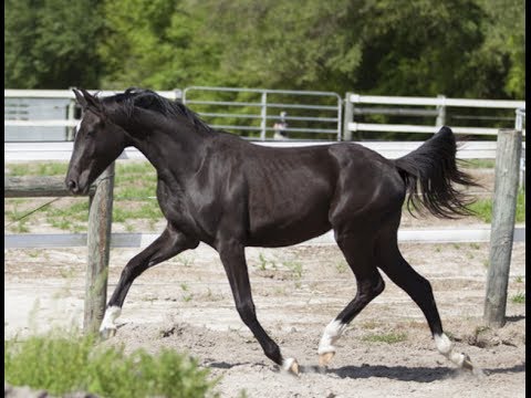 Ritanza (Rubignon/Weltmeyer) - 2012 Hanoverian Filly - YouTube