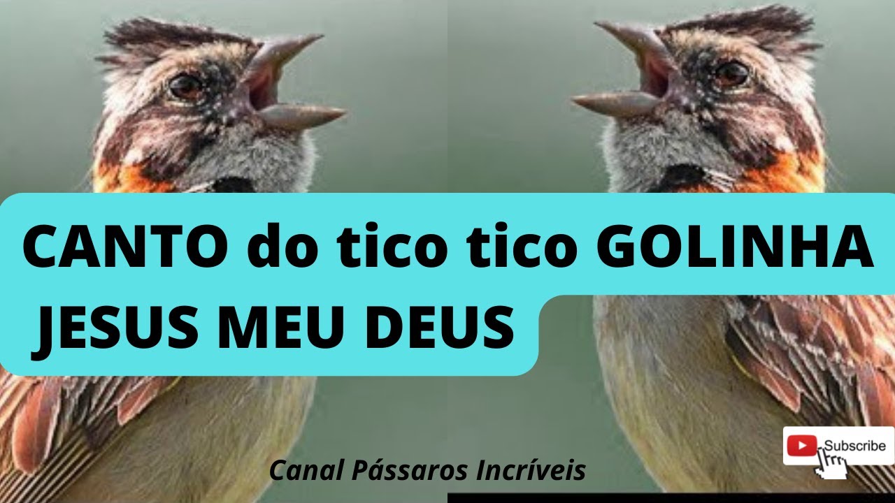 Canto Do Tico Tico Jesus Meu Deus - RETOEDU