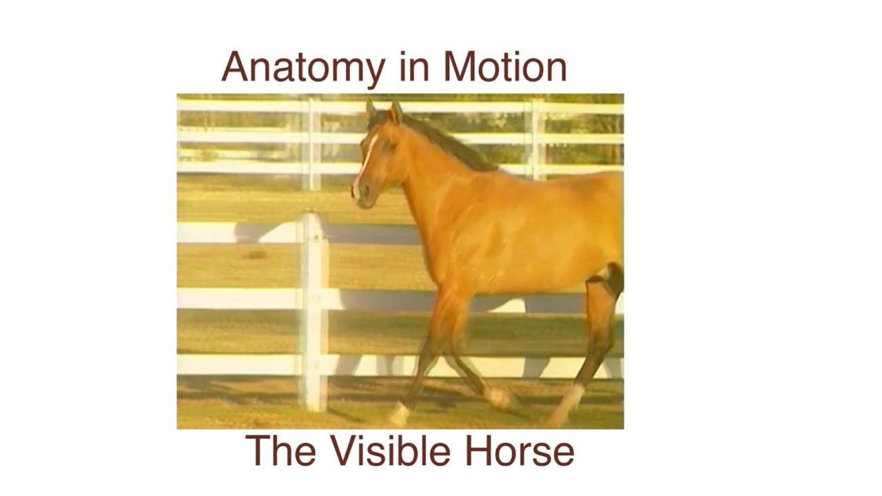 Anatomy in Motion: The Visible Horse — Gaits - YouTube