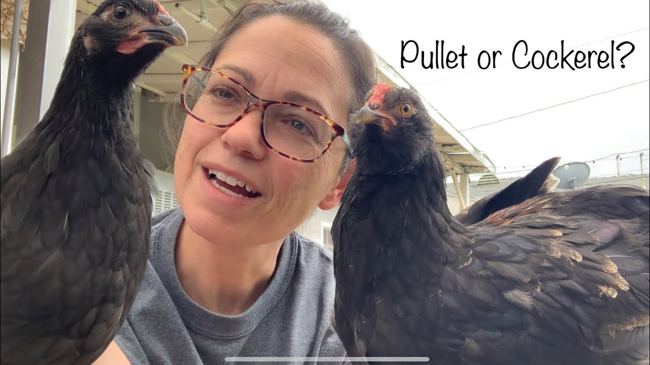 Pullet or Cockerel? 10 week old comparison - YouTube