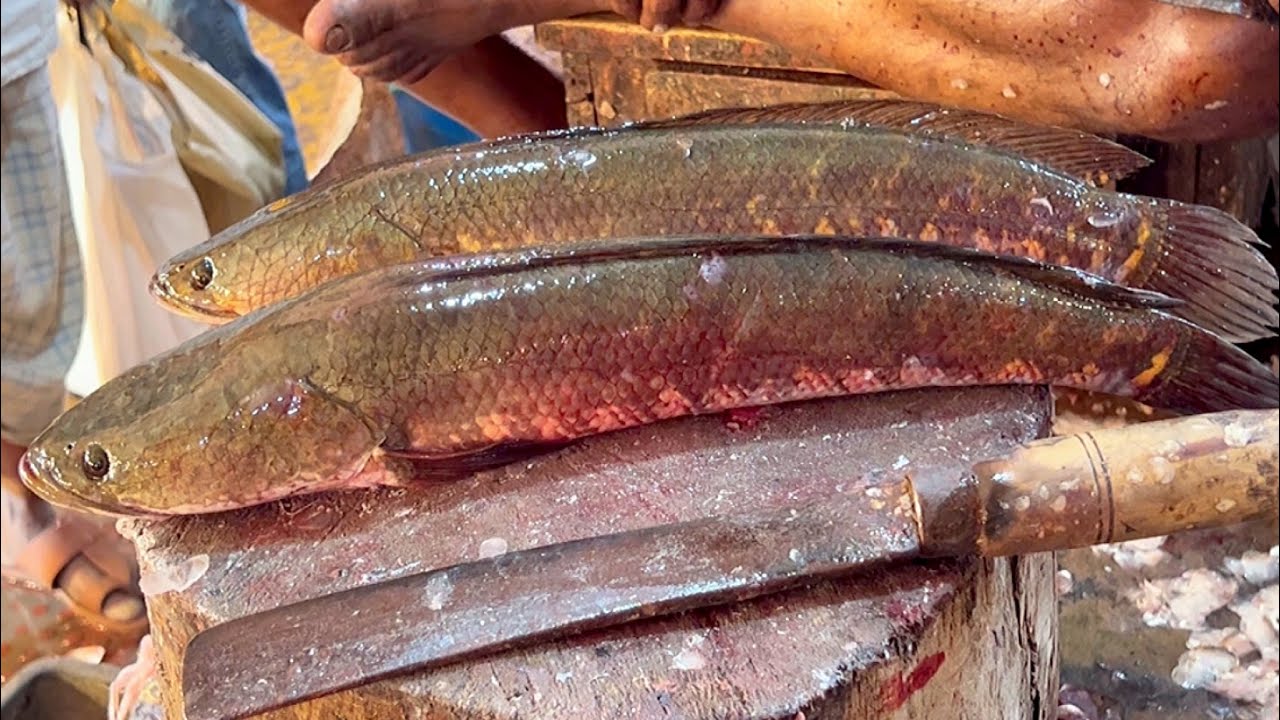 Amazing Big Sola Fish Cutting Skills In Fish Market | Amazing Cutting ...